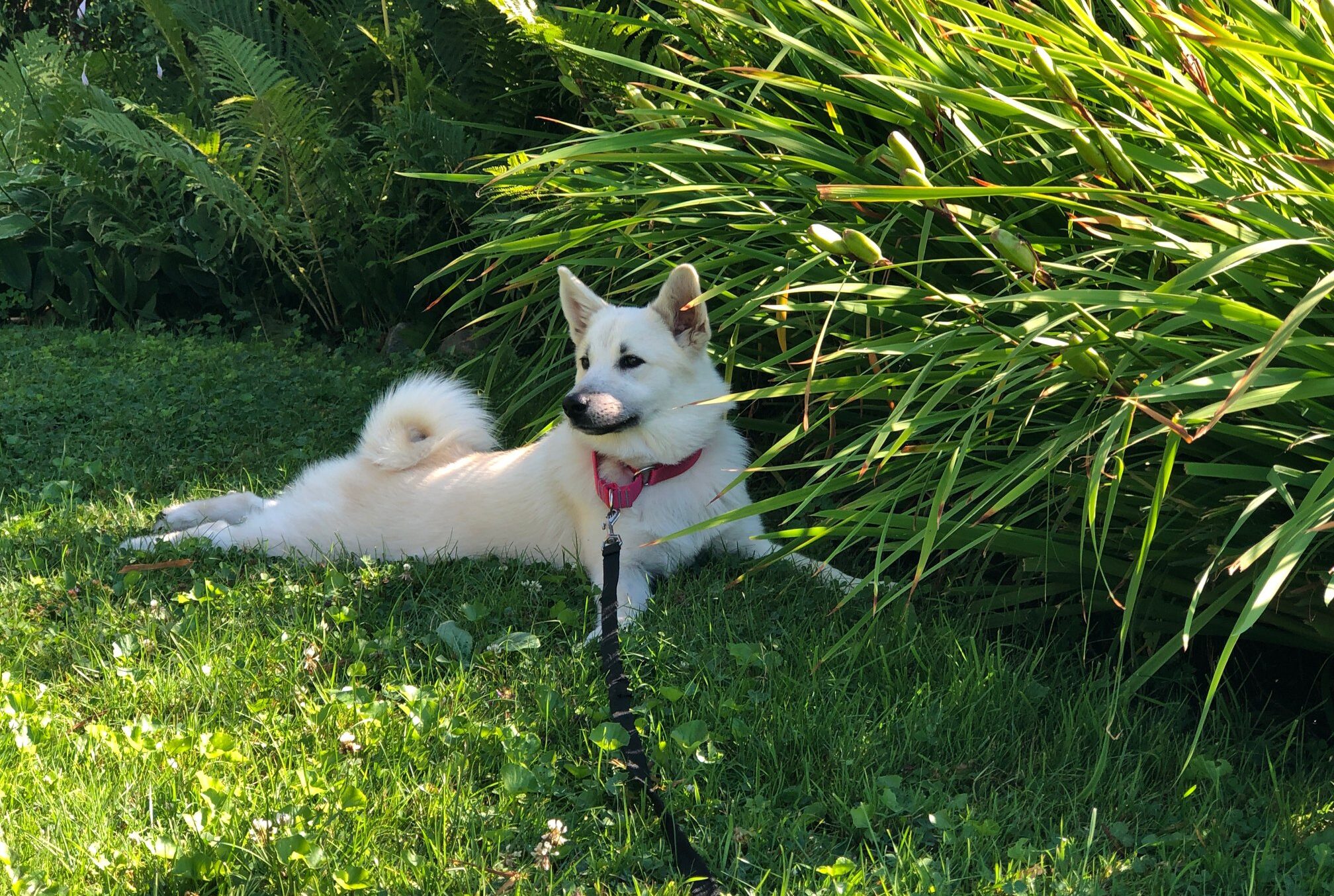 Home - Kyon Kennels